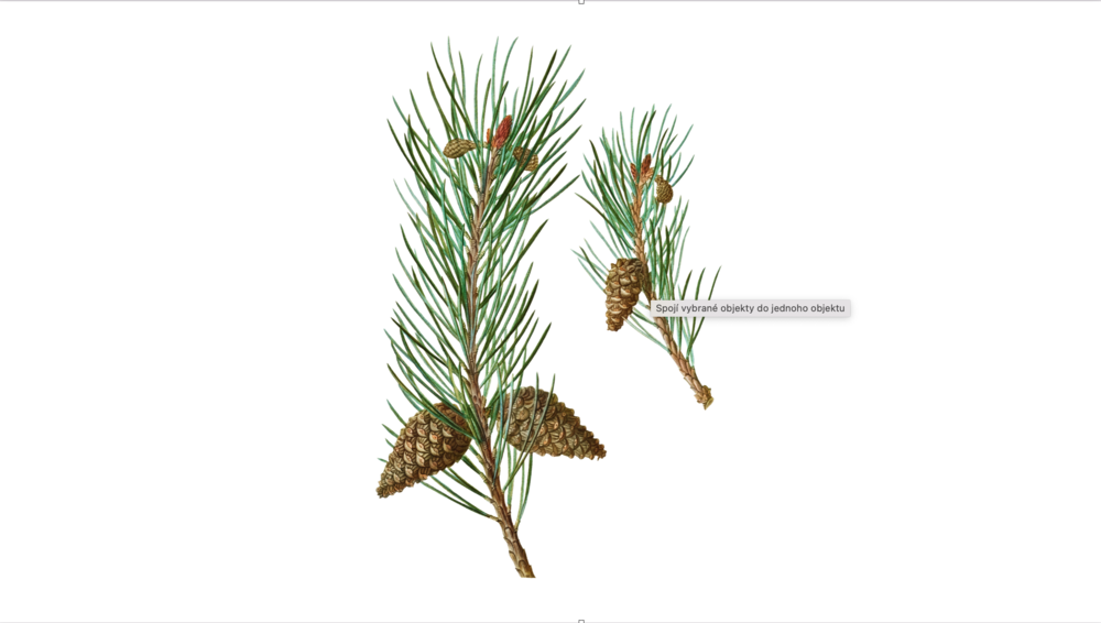 Borovice lesní – Pinus sylvestris - Culina Botanica
