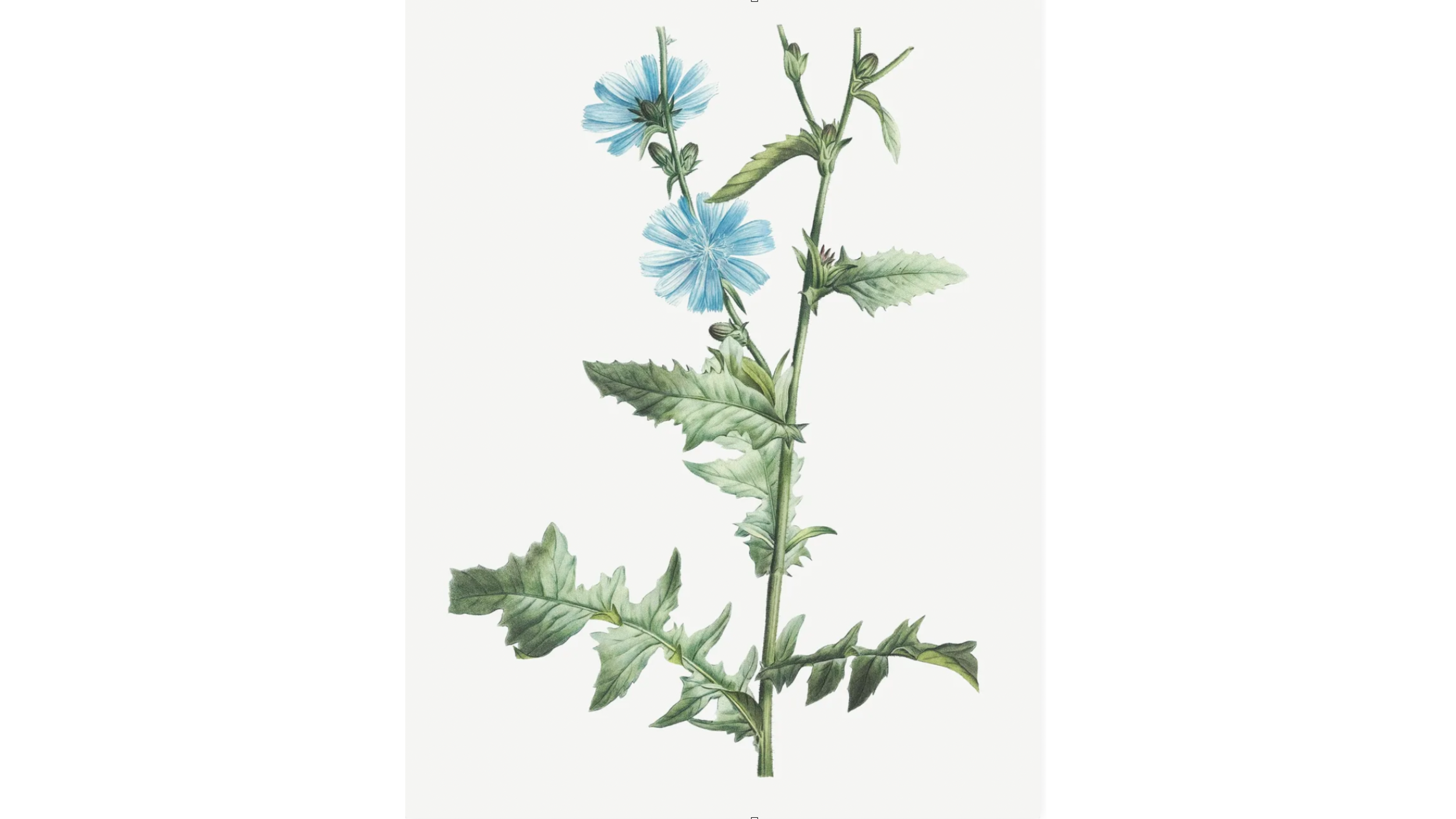 Čekanka obecná – Cichorium intybus - Culina Botanica