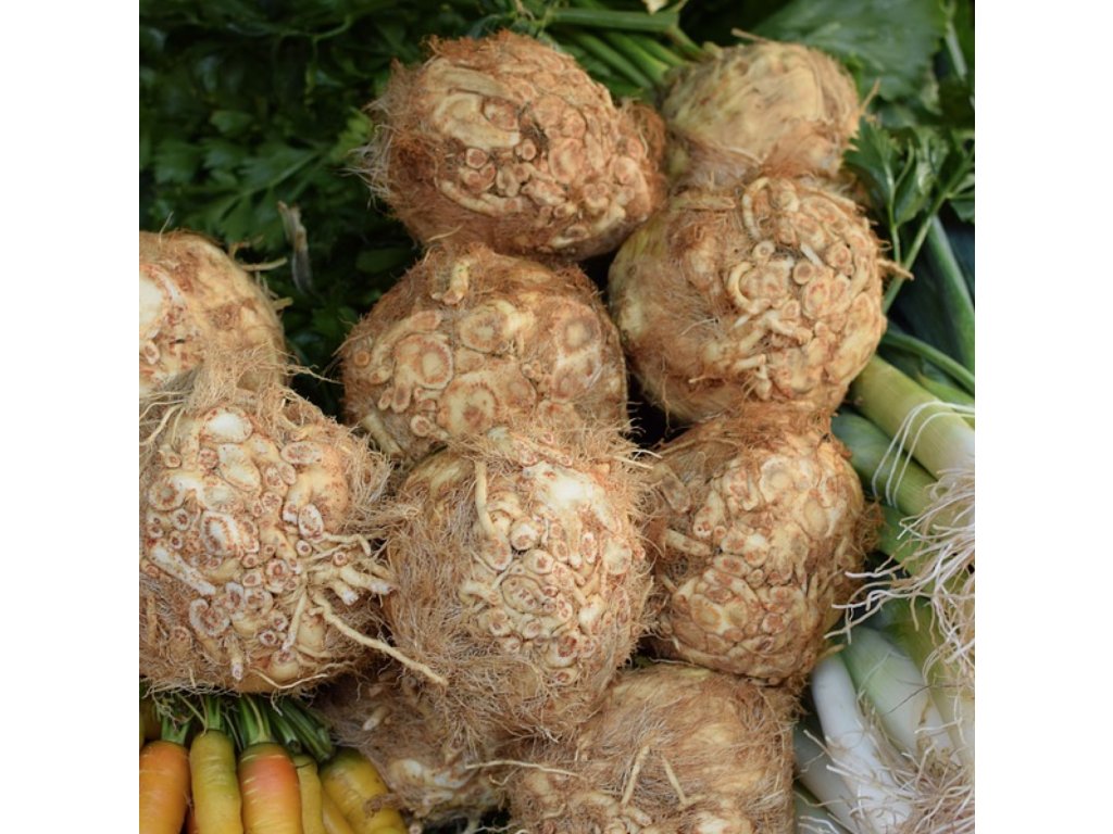 Celer - Culina Botanica