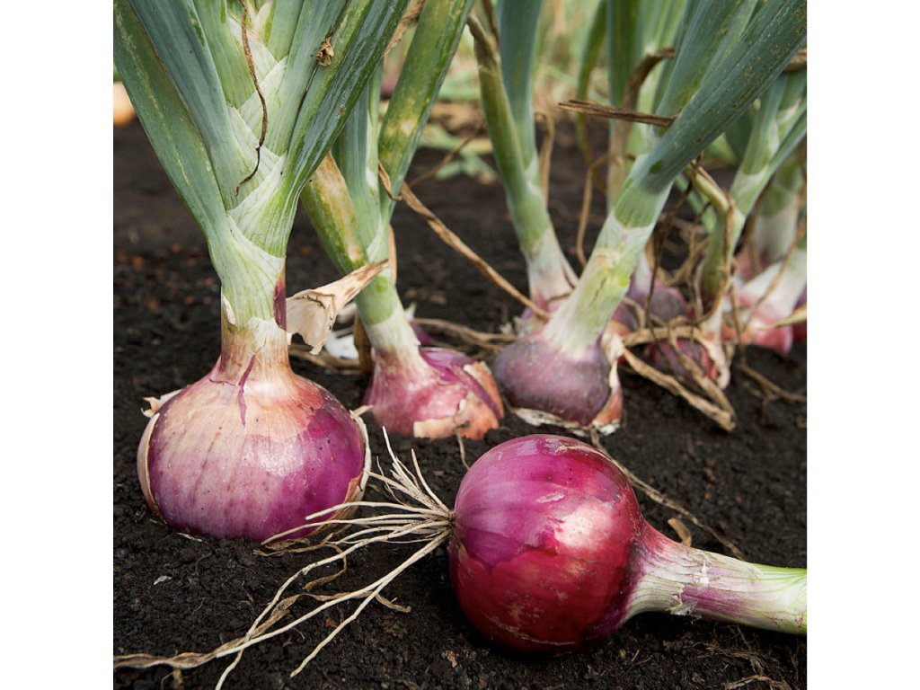 Cibule - Culina Botanica