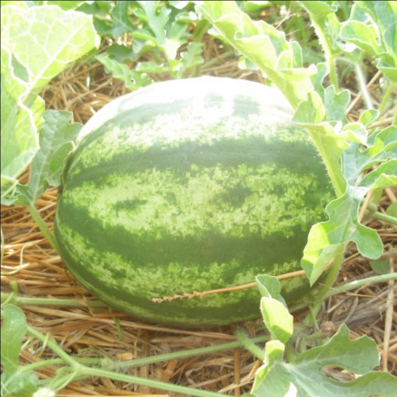 Meloun - Culina Botanica