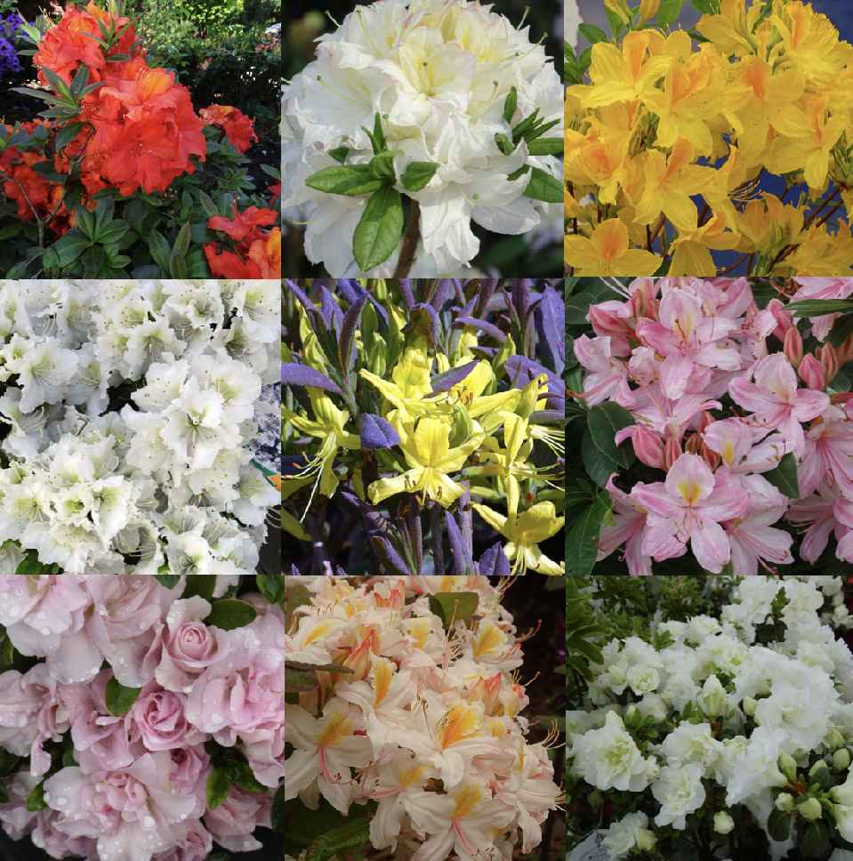 Rododendrony/Azalky - Culina Botanica